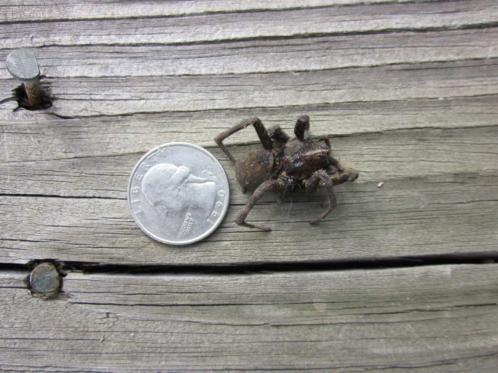 Dizzy's Wanderings & Wonderings: A Bad Spider.