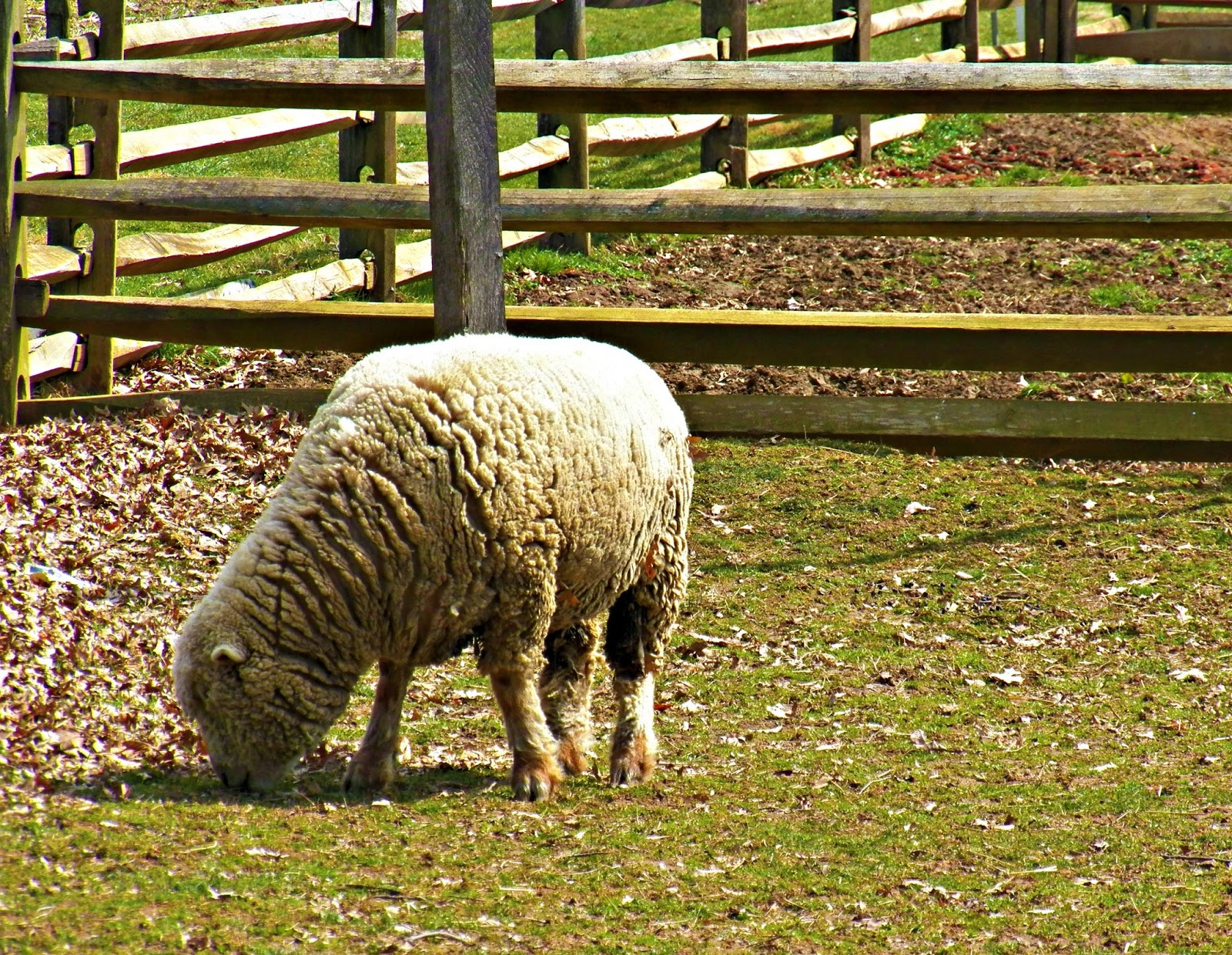 Do You See What I See: Feeling Sheepish