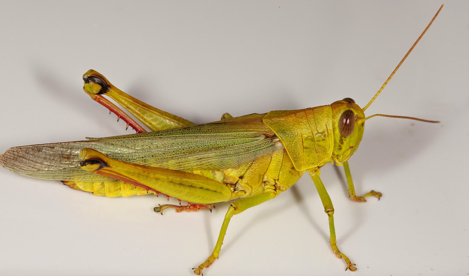 BunyipCo: Another Australian "Chameleon" Grasshopper