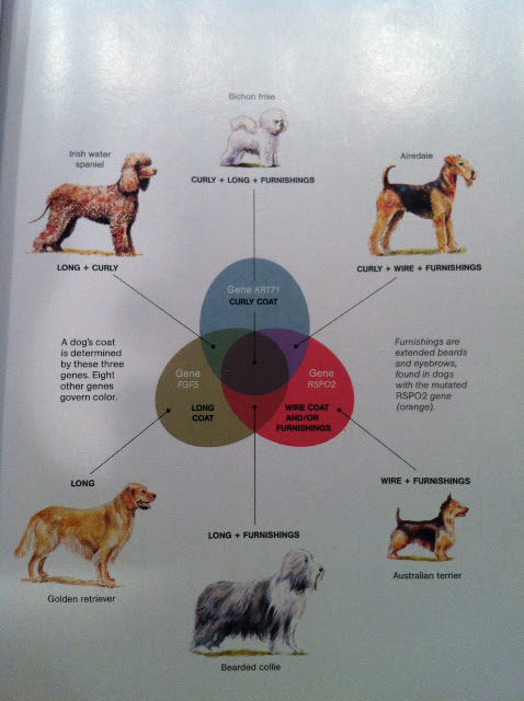 Honors Blog: Artificial Selection in Dogs: What Dogs Tell Us: The ABC's ...