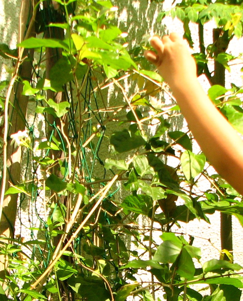 Laguna Ginger Lily: Sampaguita, our National Flower