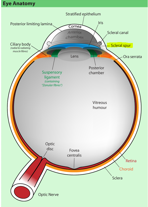Diseases of Sclera - Med School Stuff