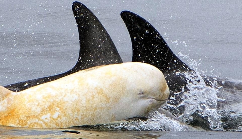 White Wolf : Incredibly rare albino dolphin is filmed frolicking off ...