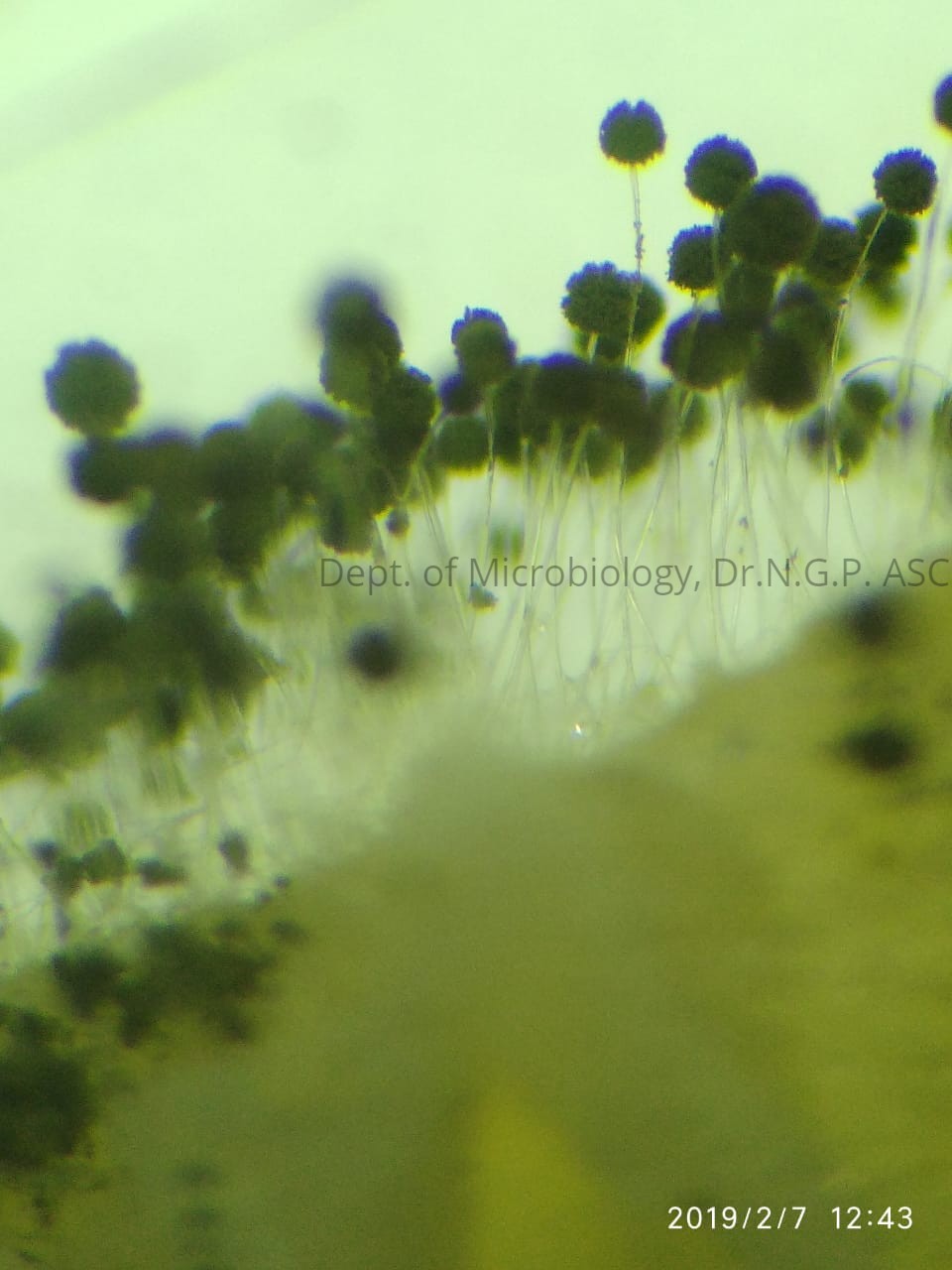 SENTHIL PRABHU SIVASAMY: Beautiful filamentous fungi on the plates ...