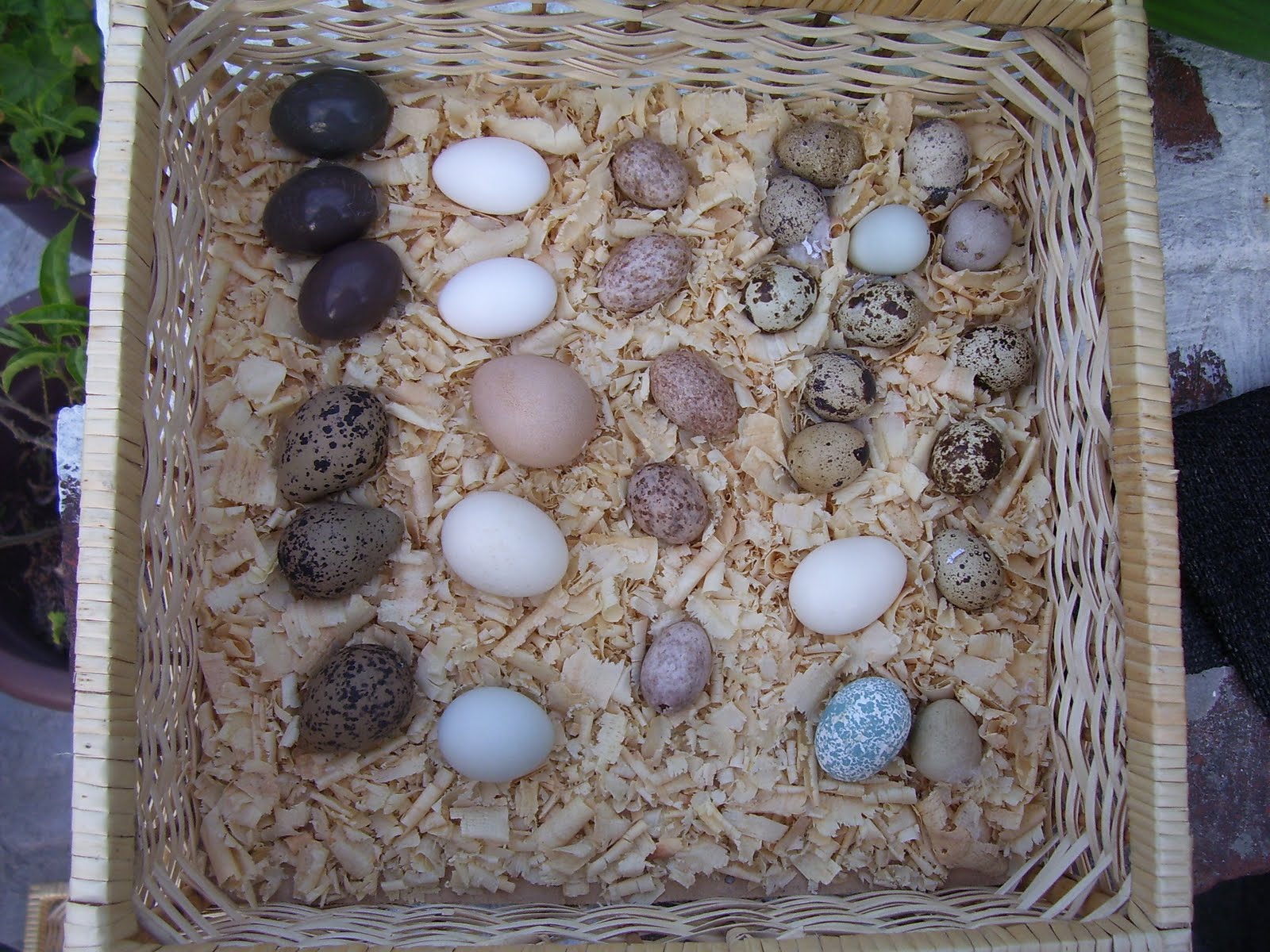 COLECCIONISTA DE HUEVOS DE AVES