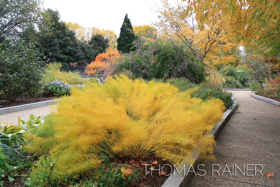 grounded design by Thomas Rainer: Fantastic Native Cultivar: Amsonia ...