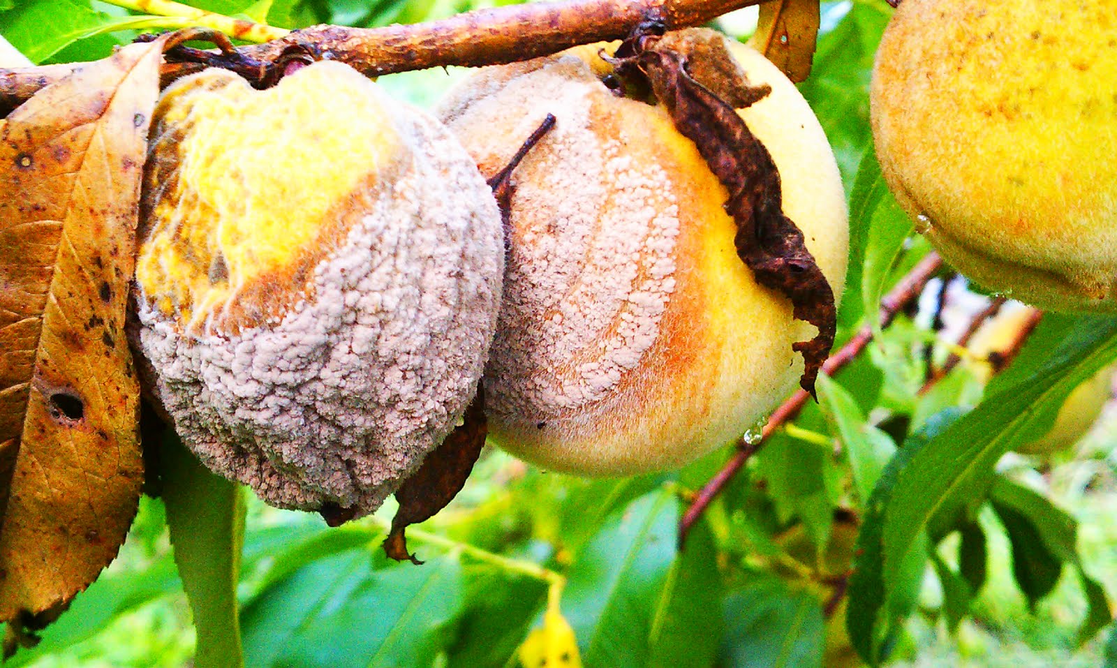 Spring Garden Acre: Peach Crop Failure