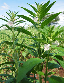 PENSANDO EN EL FUTURO(BLOGMMT): IMPORTANCIA DEL AJONJOLI