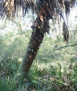 The Rogue Botanist: The Brazoria Palms