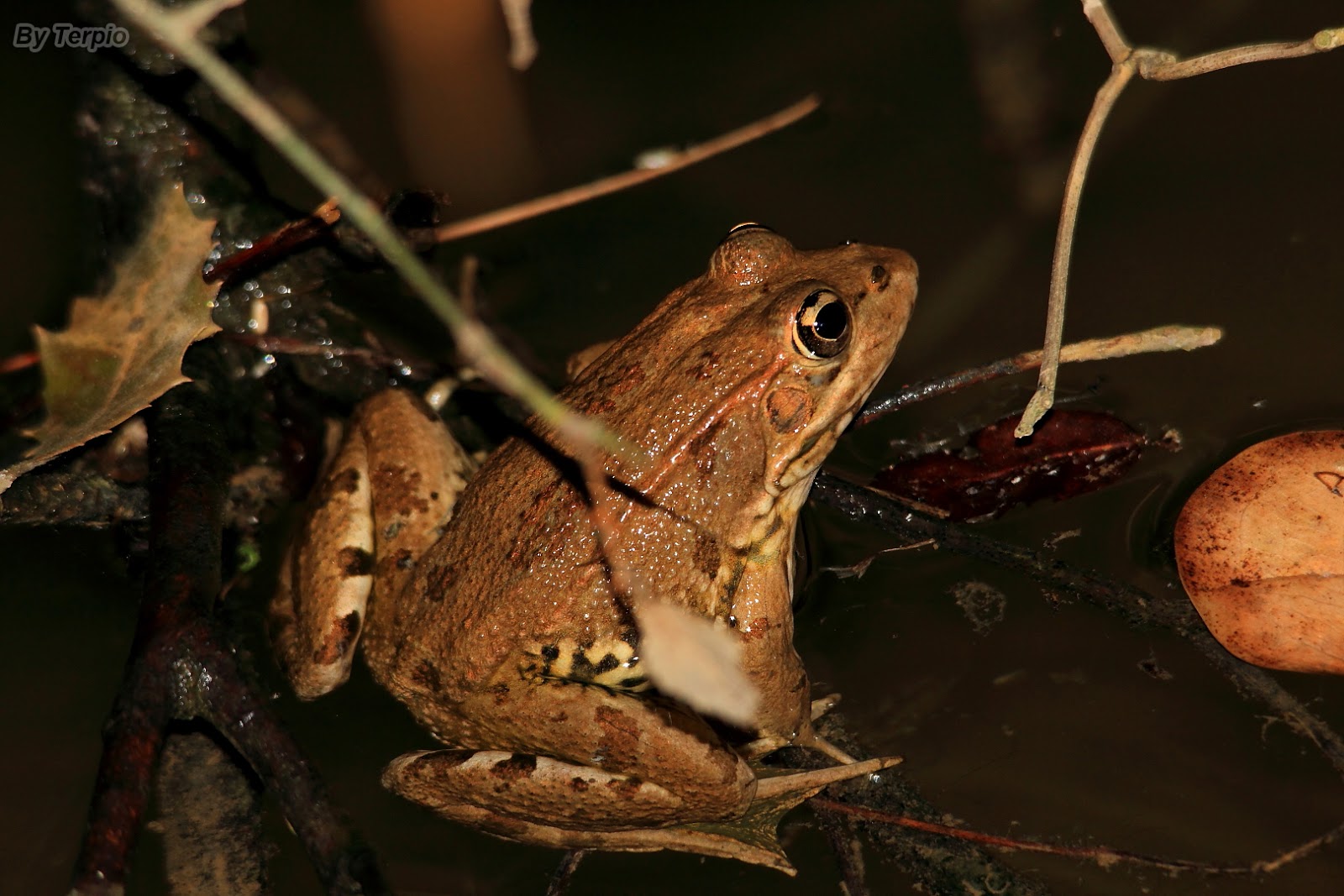 Viajes, Salidas, Naturaleza, (Fotografía).: Rana Verde Común ...