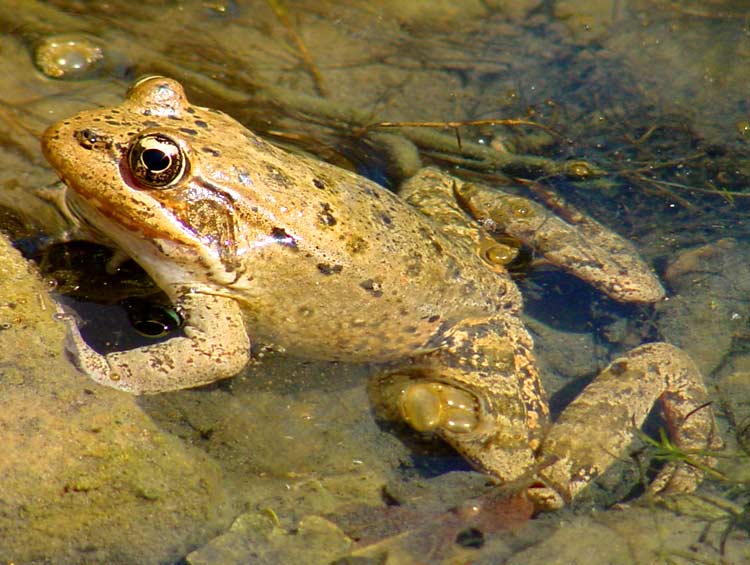 Reptiles and Amphibians: Rana patas rojas (Rana aurora)