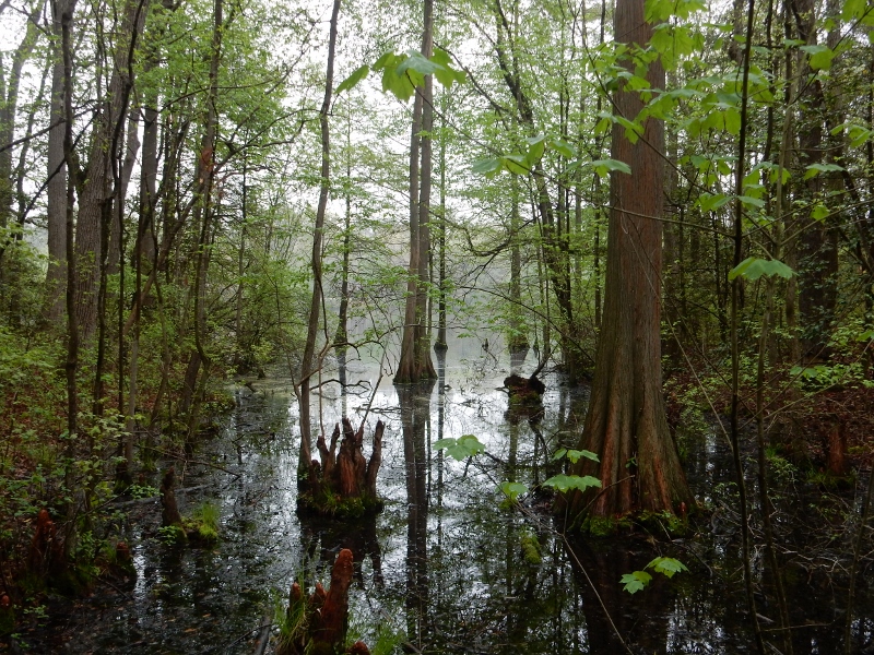 Natural Mid-Atlantic : DE Trap Pond State Park: Growing the Remains of ...
