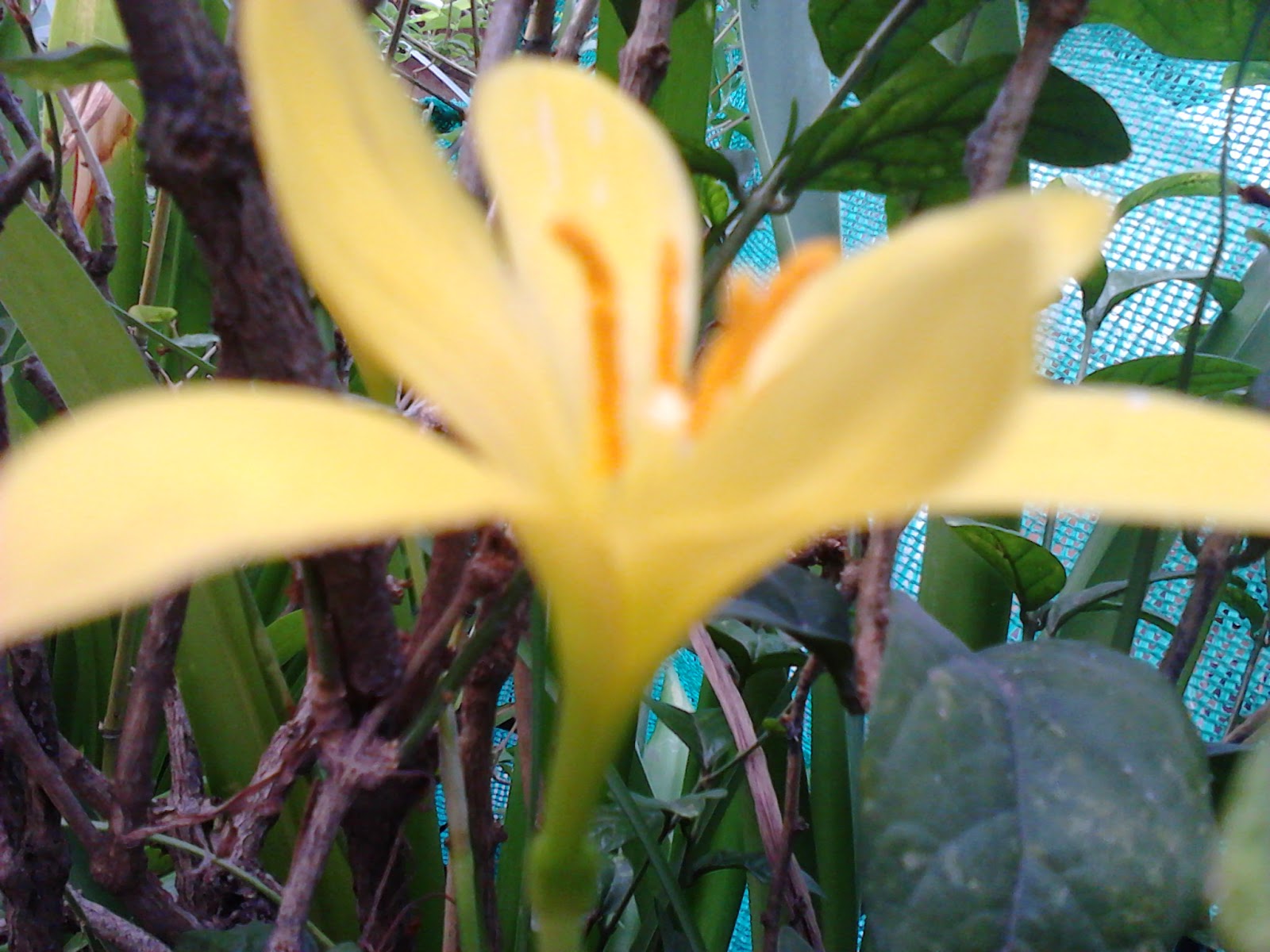 Garden Care Simplified: Bright Yellow Day Lilly Flowers Care and ...