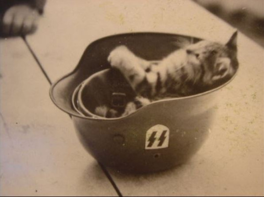 World War II in Pictures: Cats in World War II