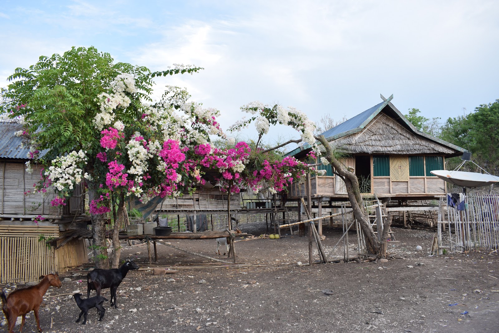 Dual Reality - Fresh Wind & Green Grass