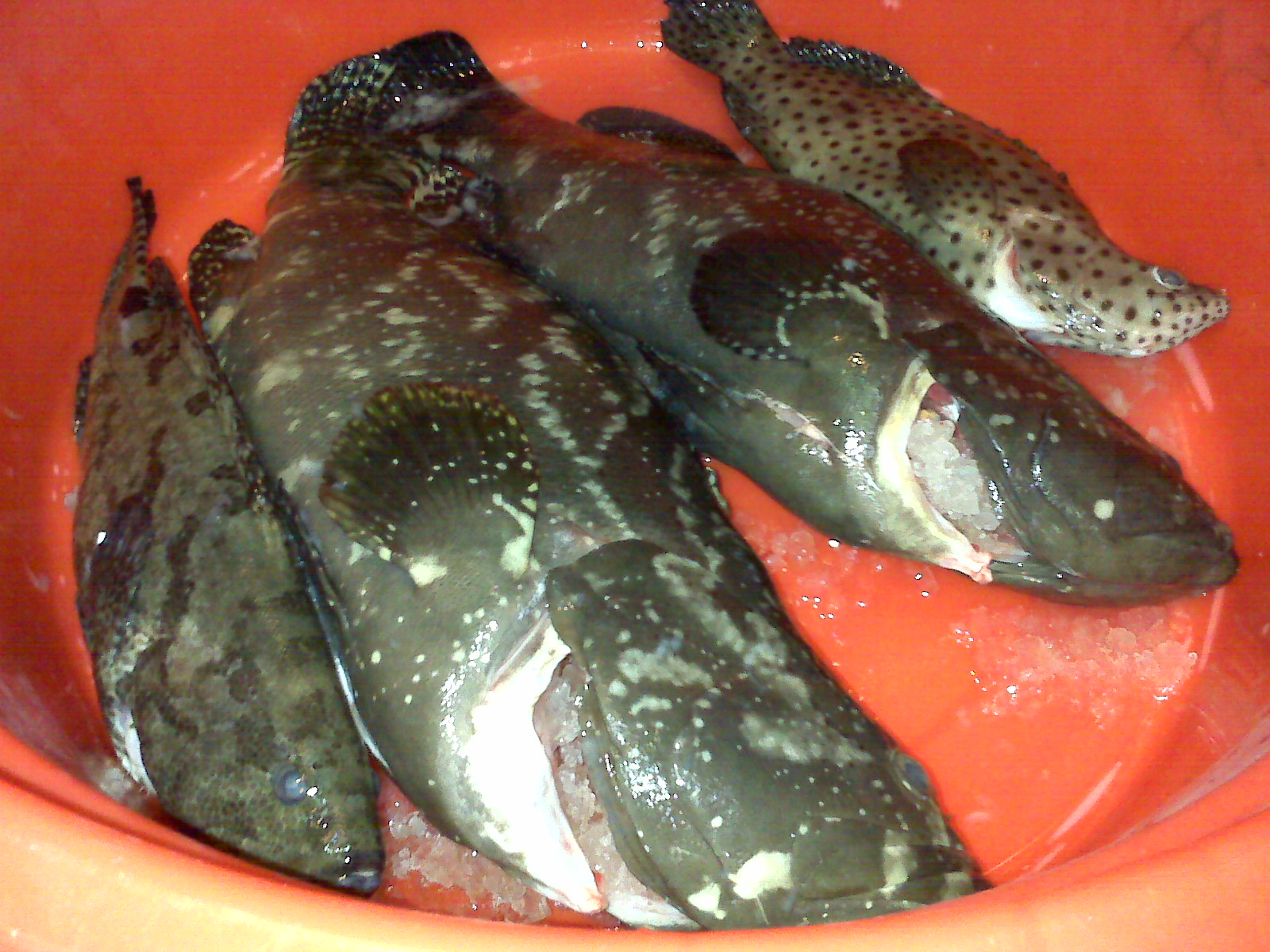 DISTRIBUTOR IKAN KERAPU (GROUPER) PREMIUM : Jenis Ikan Kerapu Premium ...