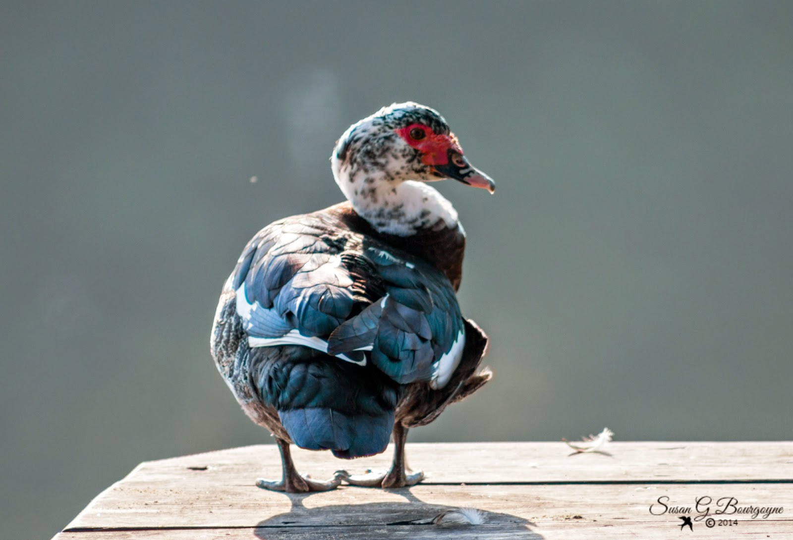 A Breath of Nature: Muscovy Ducks