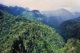 Dendroland: Diario de un Sapito Niñero Oriental (Colostethus Mandelorum)