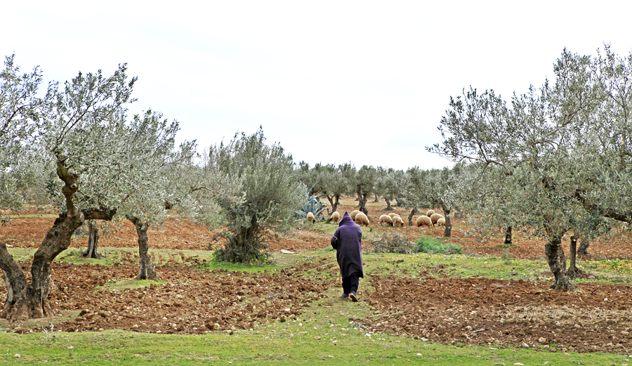 Antiguos OLIVOS del Mediterráneo : TUNISIA. THE SAHEL. SOUSSE, AKOUDA