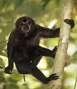 Simakobu Species | Animals In The World