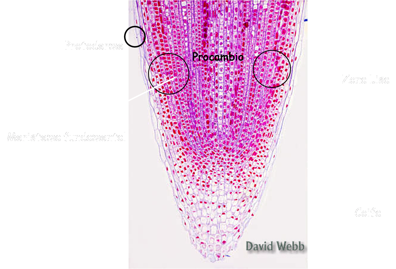 Asteraceae: Meristema e desenvolvimento do embrião