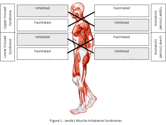 Kinesiology & Sport Review: Baseball Development: Thoracic Spine ...