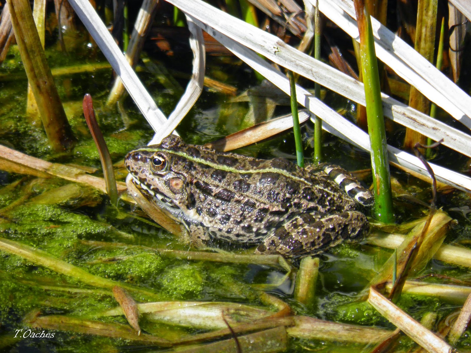 PASARI DIN ROMANIA: AMFIBIENI, Broaste, salamandre, tritoni