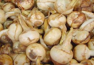 Macau almond biscuit