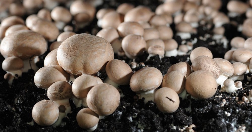 The basics of mushroom developing ~ Growing Of Mushrooms