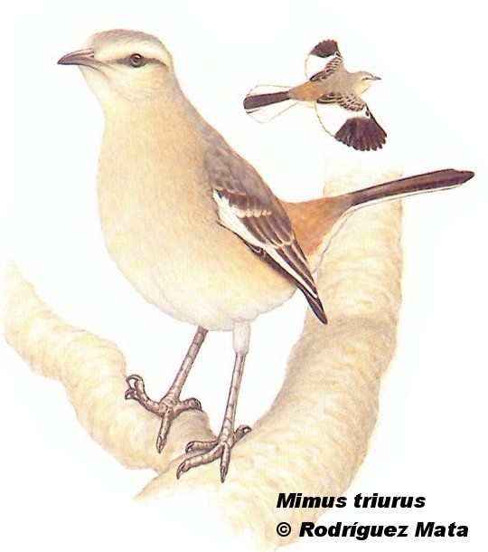 Argentina nativa: Calandria real (Mimus triurus)