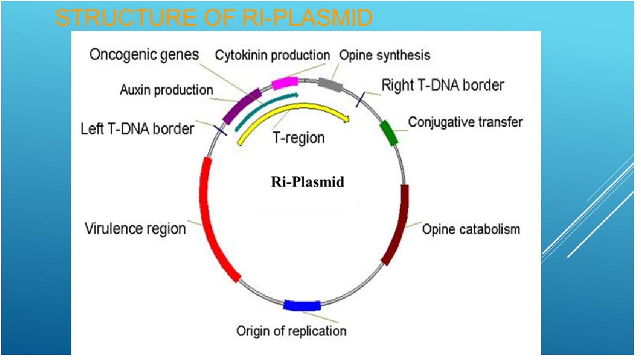 Biology Expert Since1990: Transformation of plant by Agrobacterium ...