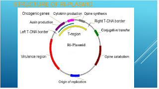 Biology Expert Since1990: Transformation of plant by Agrobacterium ...