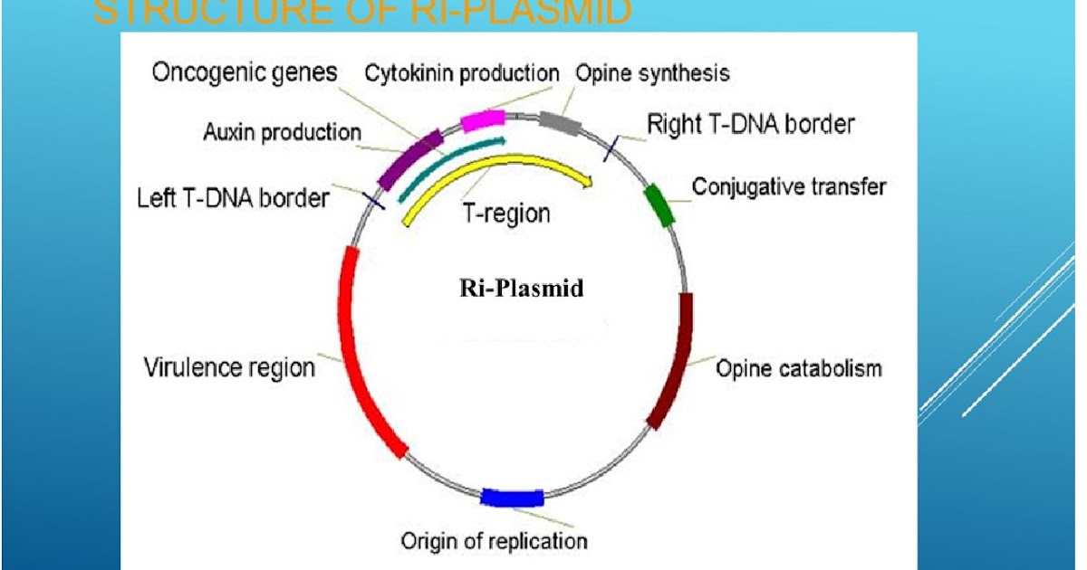 Biology Expert Since1990: Transformation of plant by Agrobacterium ...