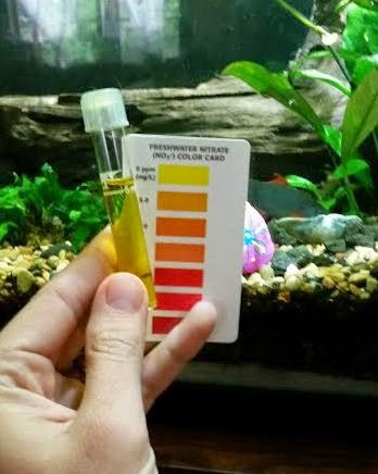 What are aquarium Nitrates? | Fish Beginner; Aquarium Information and Help