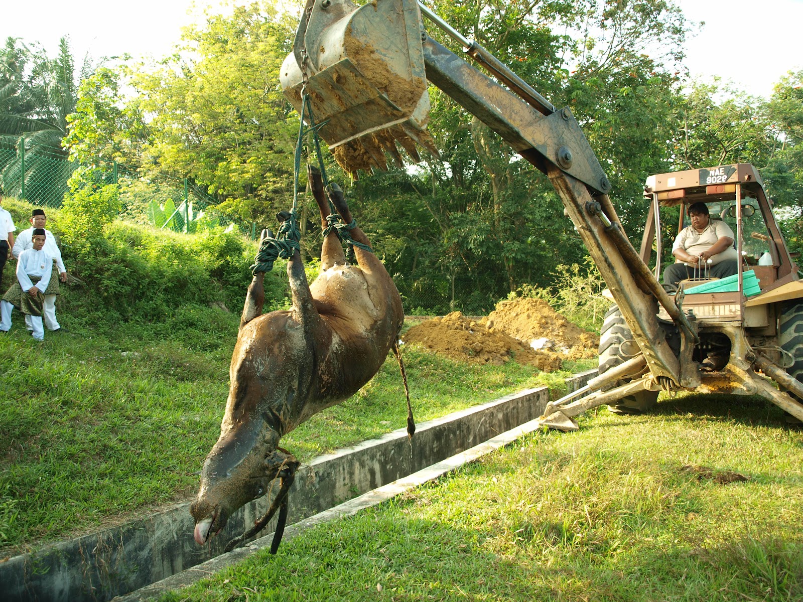Agroindustri Ruminan: Perlupusan Bangkai Ternakan