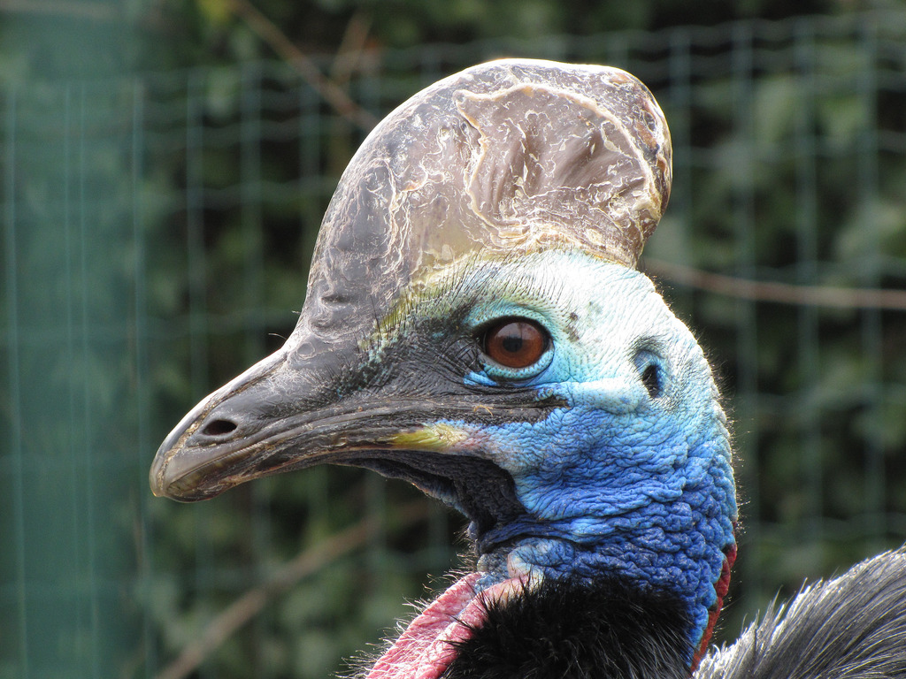 kasuar - Germany News Collections