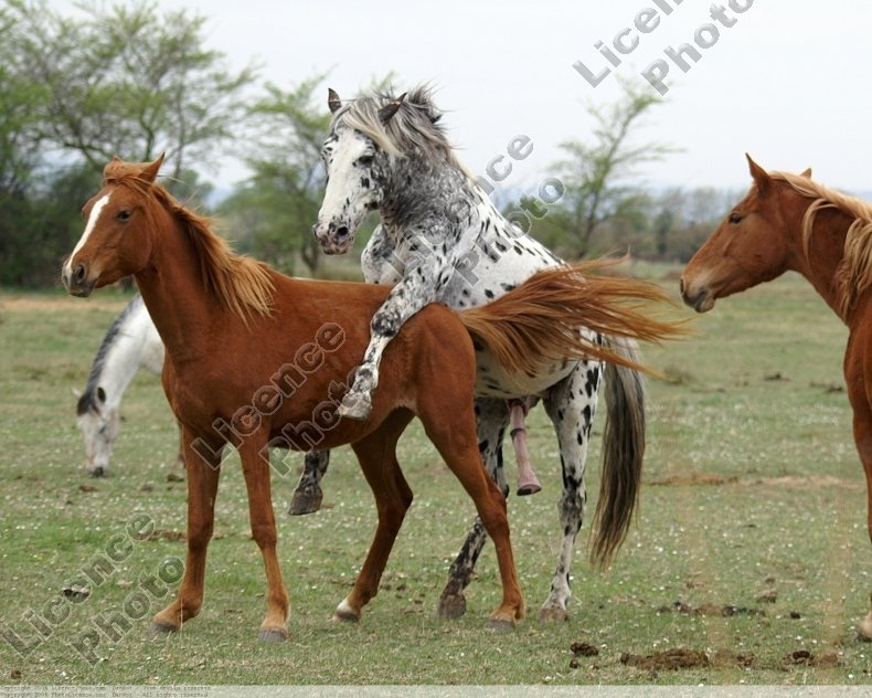 Mes amis les chevaux: 11/06/11