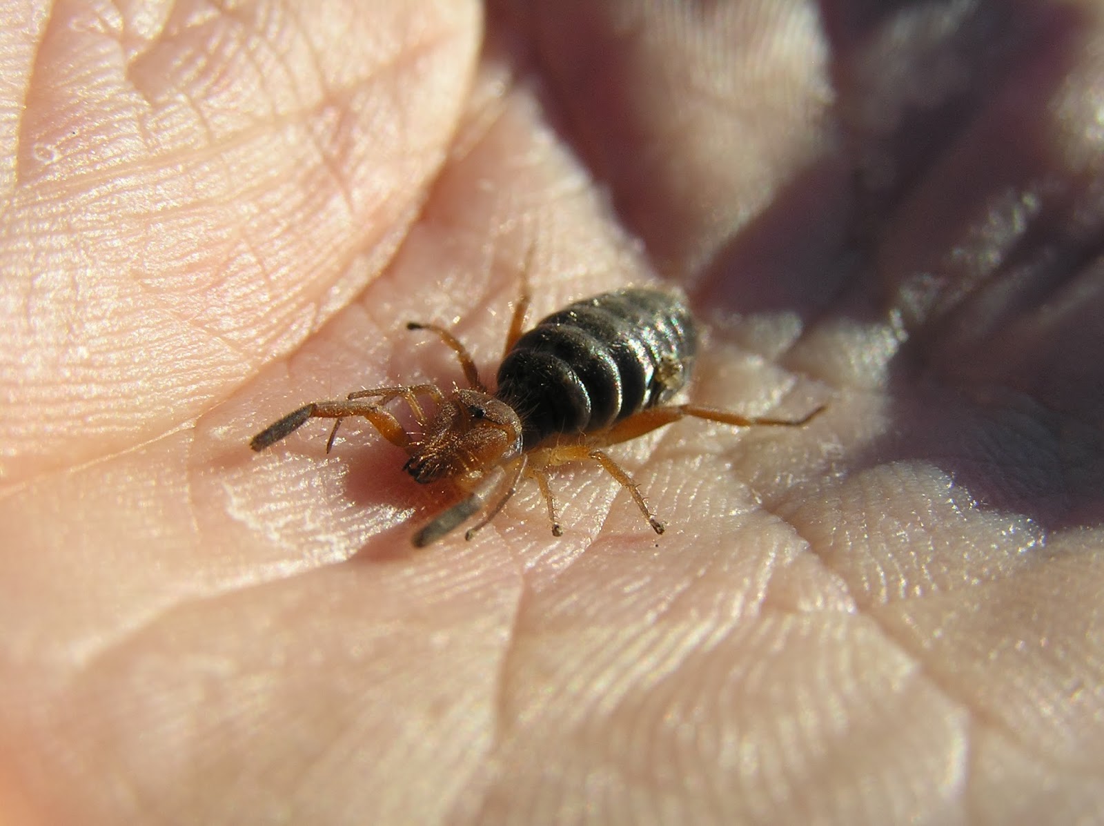 Alma biológica: El solífugo, araña camello o escorpión del viento