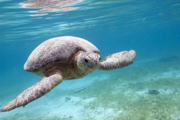 Heaven in Derawan Archipelago | Great Travel Place