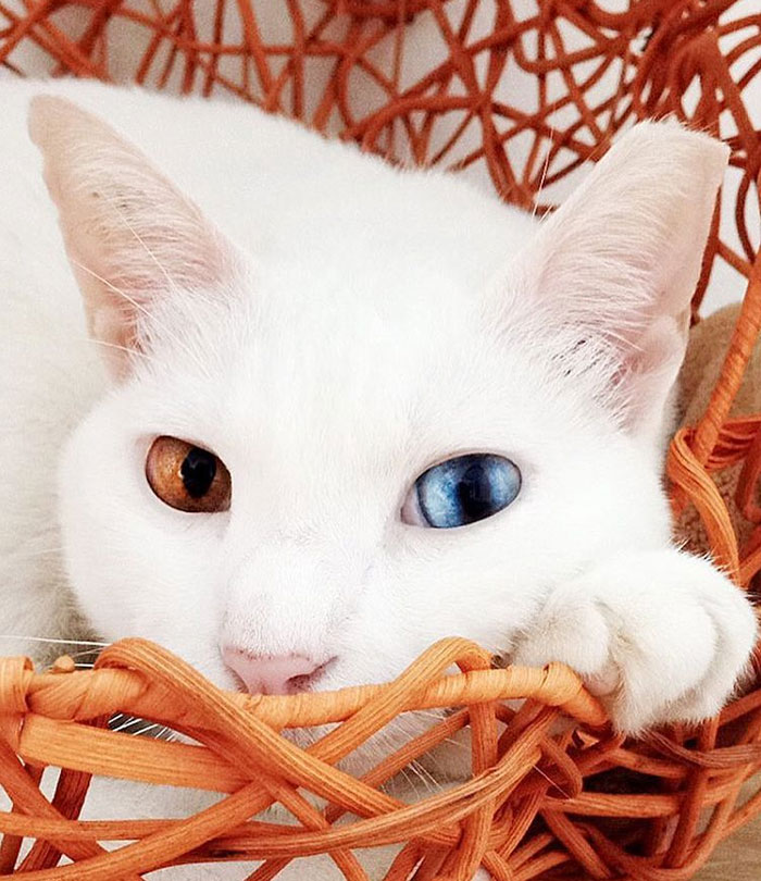 13+ pictures of the most charismatic cats in the world: - We Love Cats