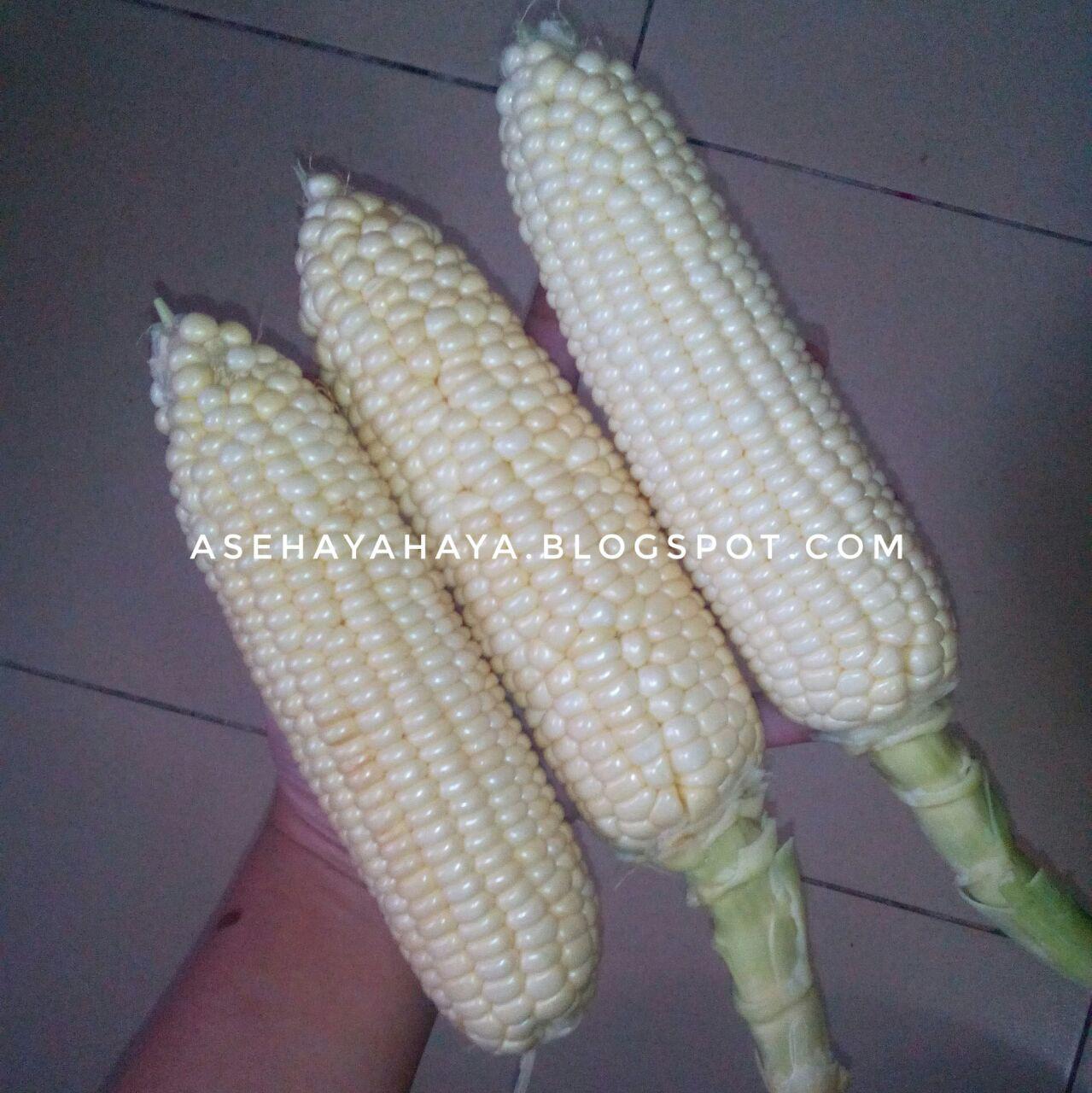 Jagung Susu Cameron Highlands