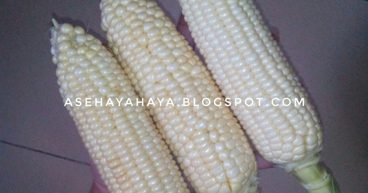 Jagung Susu Cameron Highlands