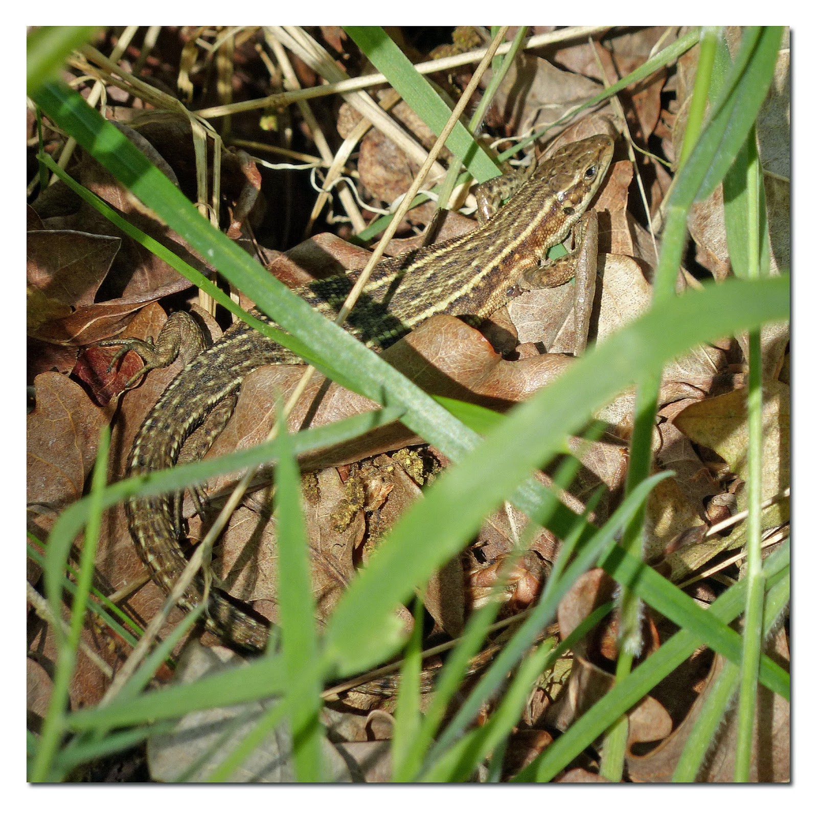 Wild and Wonderful: June 2013