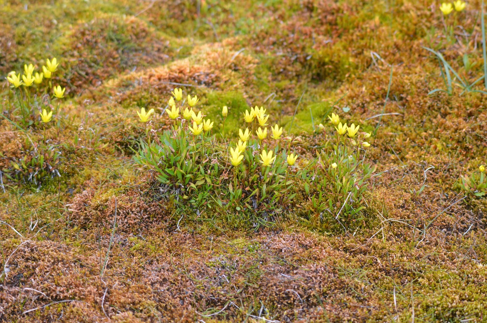 SVALBARD ARTIC FOX: FLORA ARTICA