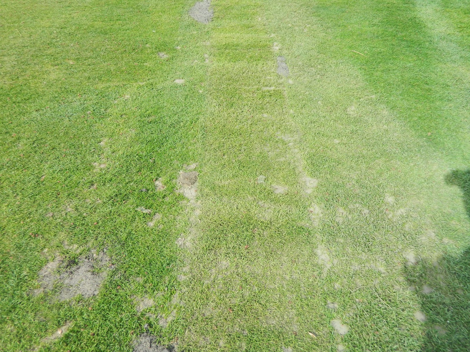 LGCC Golf Maintenance: Dormant Sodding