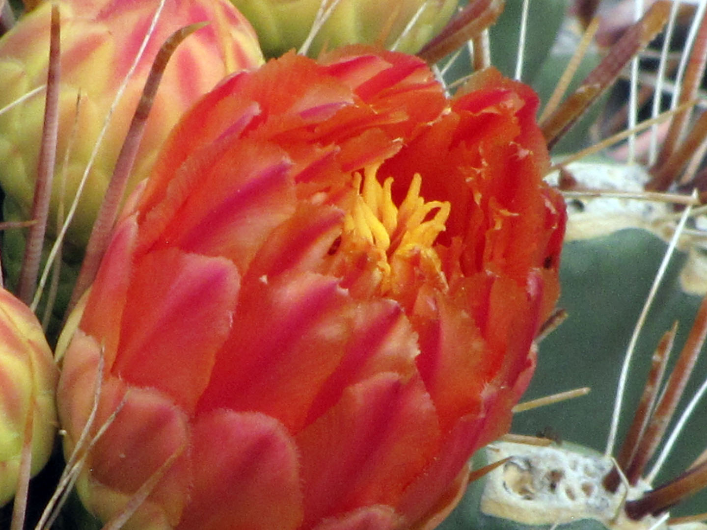 Desert Colors: Warm Colored Flowers