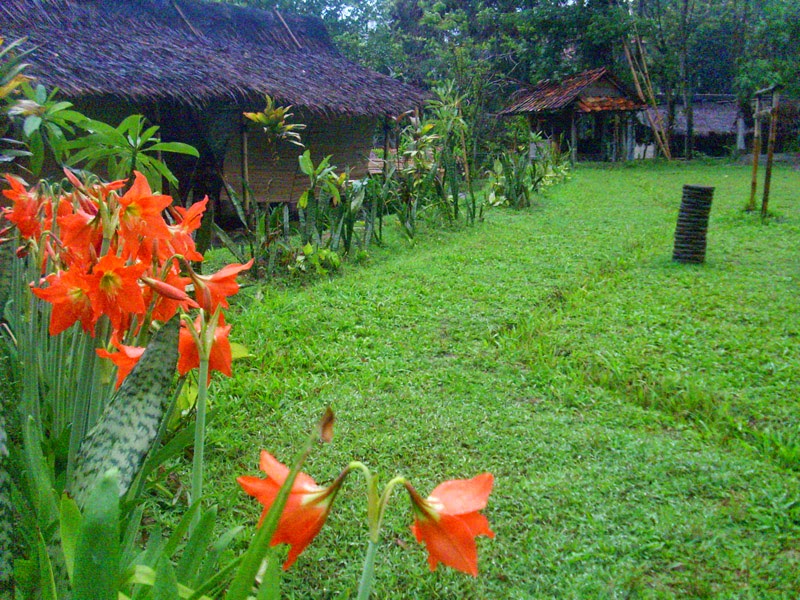 Padjajaran Anyar: November Adalah Bulan Bunga Bakung