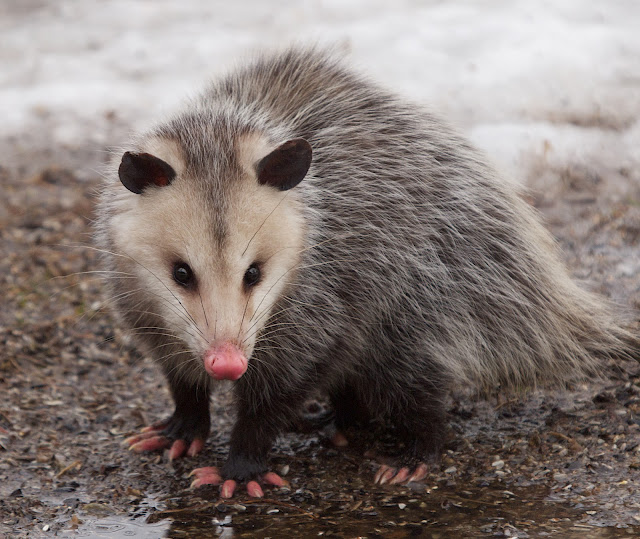 David Marvin Photography - Lansing, Michigan: Awesome Possum