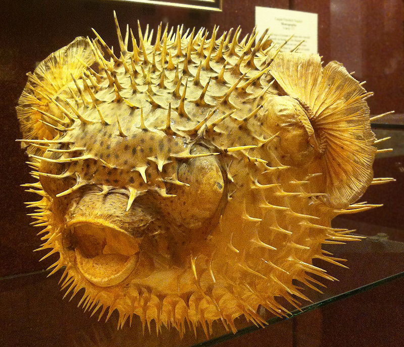 artbouillon: The Curious History of Museums