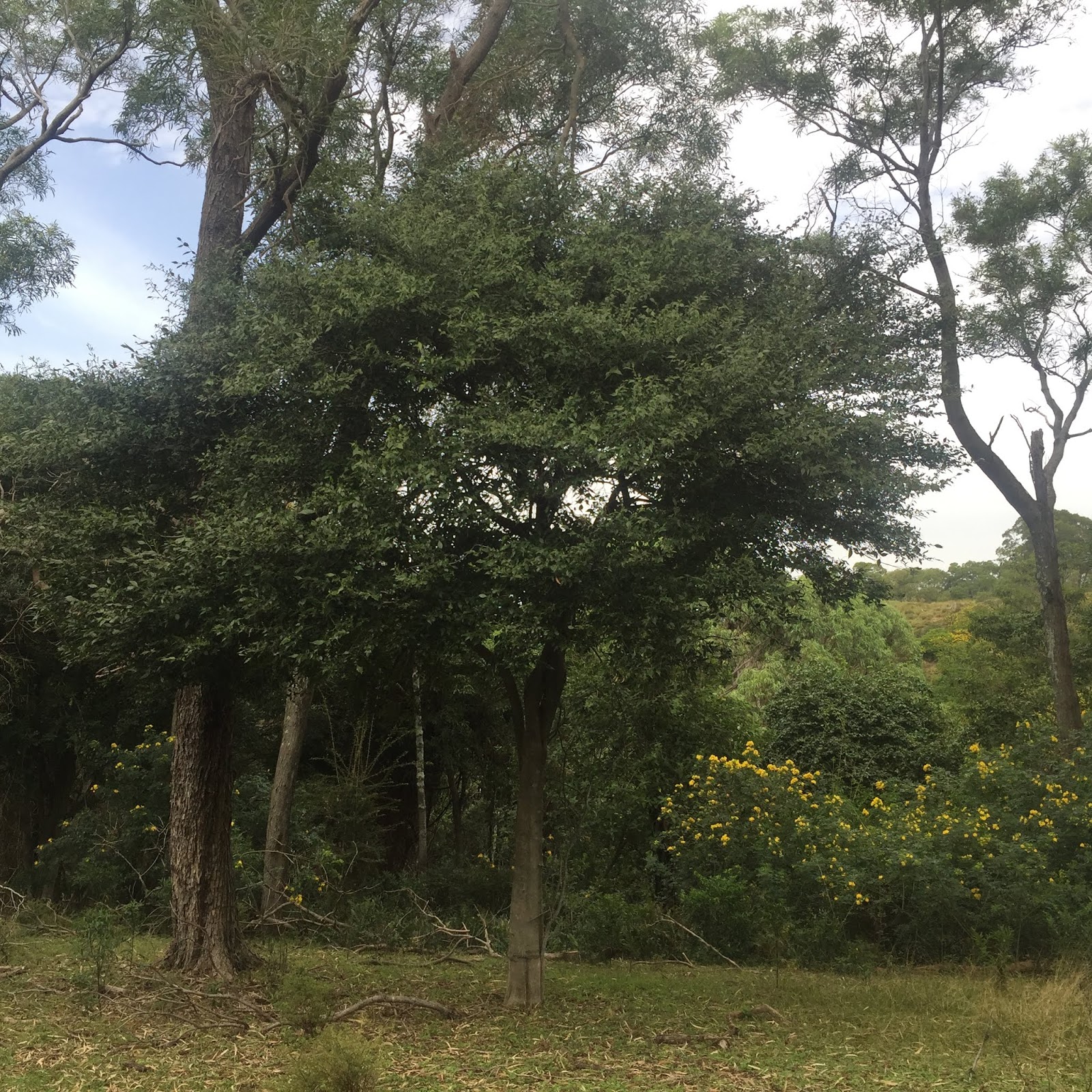 Try growing: Whalebone Tree (Streblus brunonianus) | Growing Illawarra ...